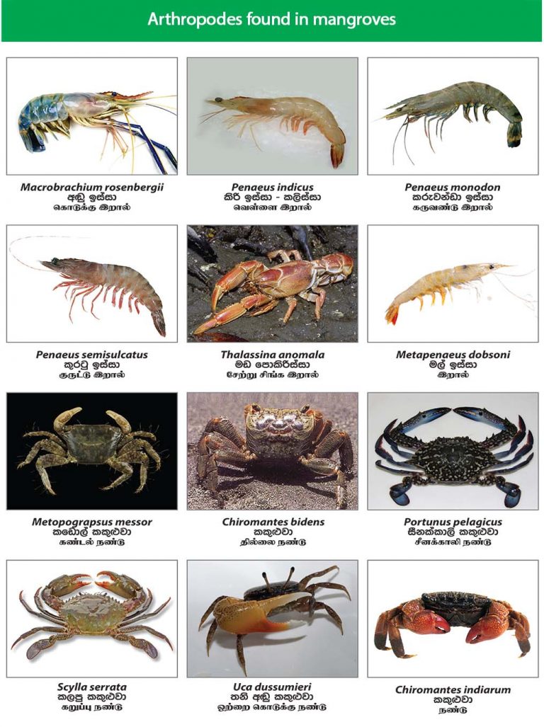 Fauna of Mangrove Ecosystem | Lanka Mangrove Museum and Learning Center