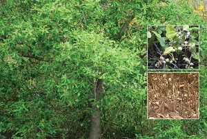 Avicennia officinalis