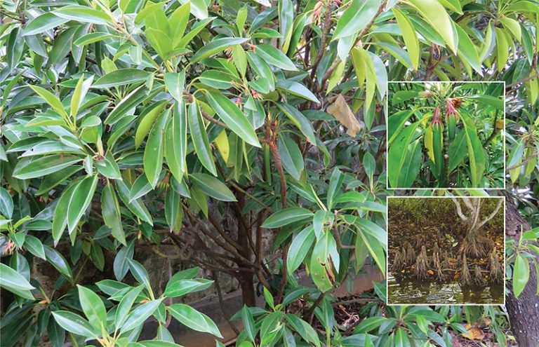 Bruguiera gymnorhiza (large-leafed orange mangrove)