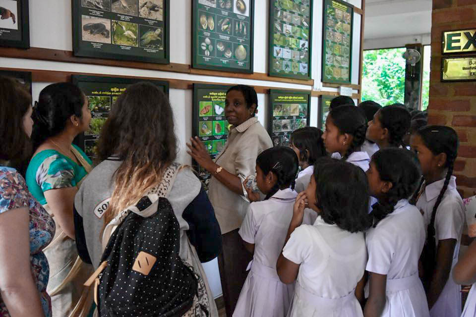 Fauna of Mangrove Ecosystem | Lanka Mangrove Museum and Learning Center