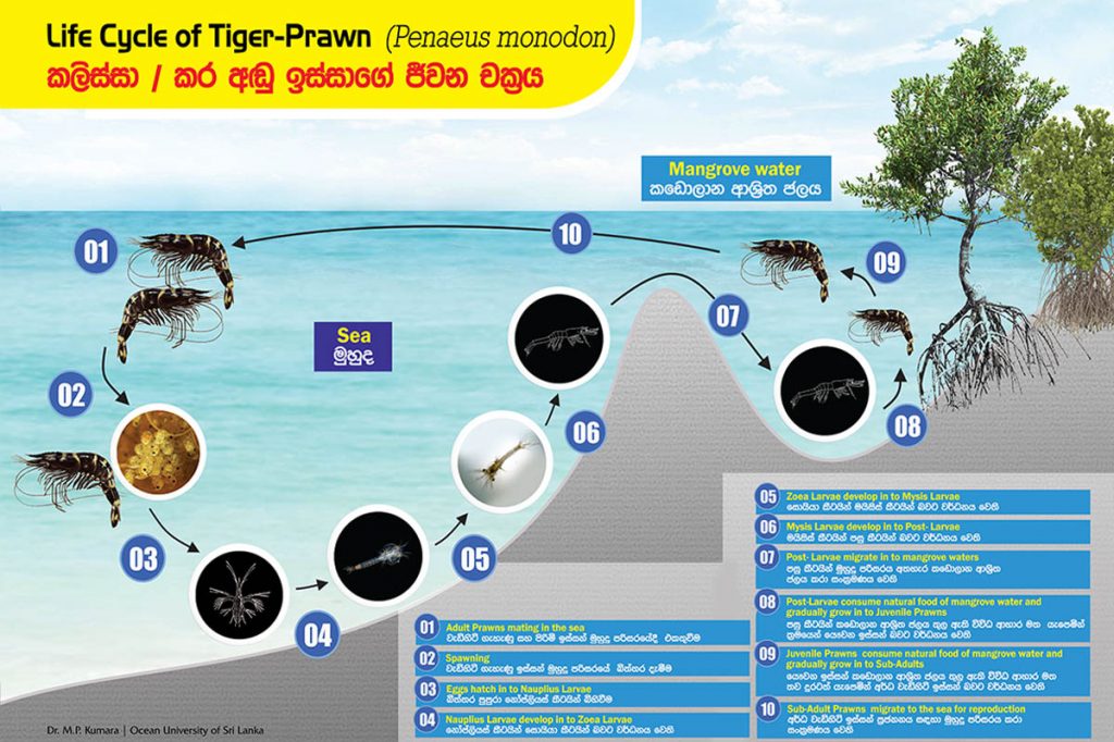 Coral Species and Life Cycles of Crabs & Shrimps | Lanka Mangrove ...