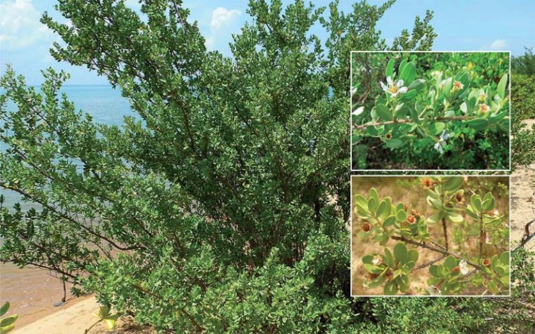 Pemphis acidula (grey mangrove or smooth-barked mangrove)