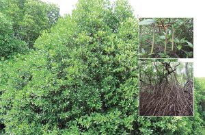 Rhizophora apiculata (bakau minyak or tip mangrove)