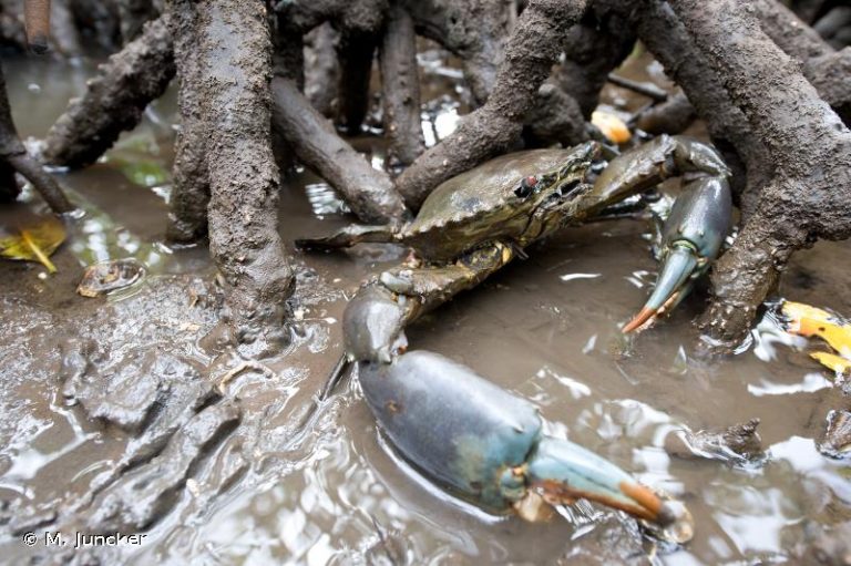 Scylla serrata – Mud Crab or Mangrove Crab