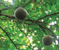 Mangroves | Lanka Mangrove Museum and Learning Center
