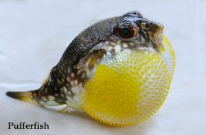 Lagoon Fish Species | Lanka Mangrove Museum and Learning Center