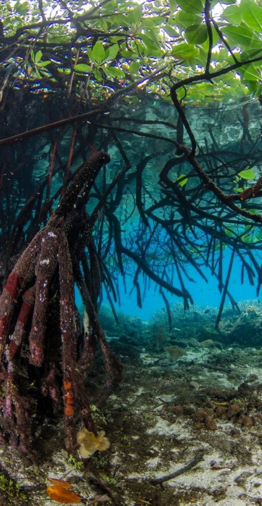 Mangroves: A Lifeline for Fishing Communities | Lanka Mangrove Museum ...