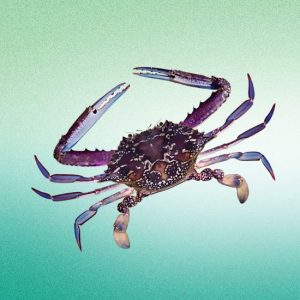 Portunus pelagicus: The Blue Swimming Crab | Lanka Mangrove Museum and ...